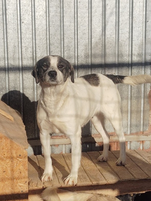 Campanie S.C. Salubritas S.A. Piatra-Neamţ: "Adoptă un suflet, schimbă ...